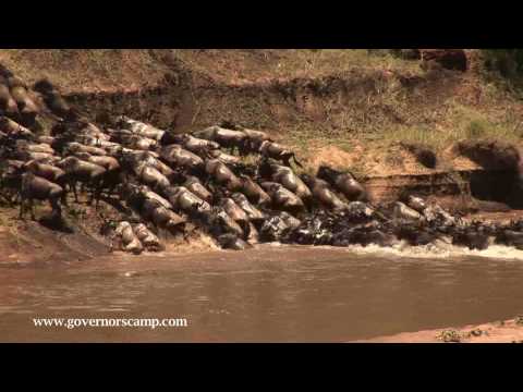 The Great Migration – Video Footage | Adeeyoyo's Blog