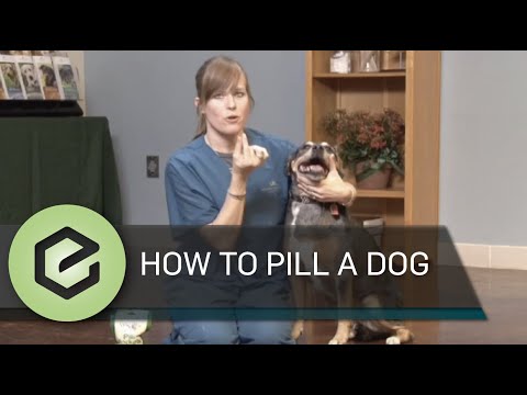 How to Pill a Dog