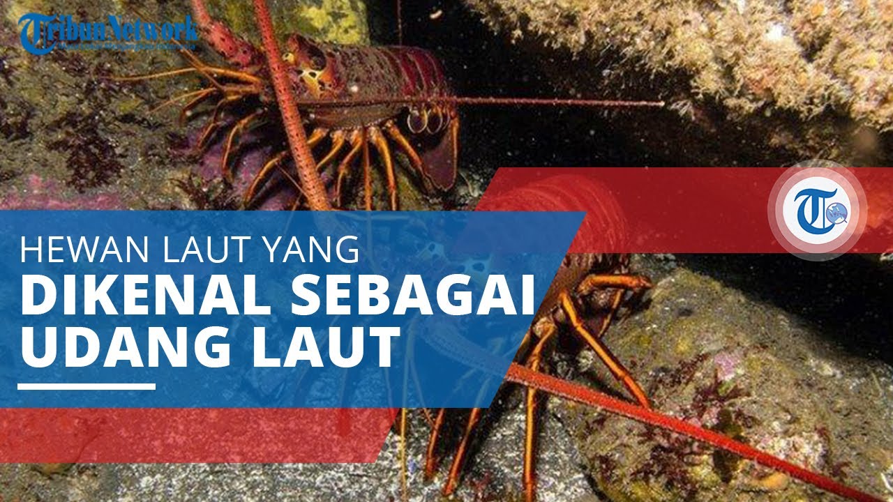 Lobster, Dikenal sebagai Udang Laut, Berwarna Hitam Kebiruan, Berkaki ...
