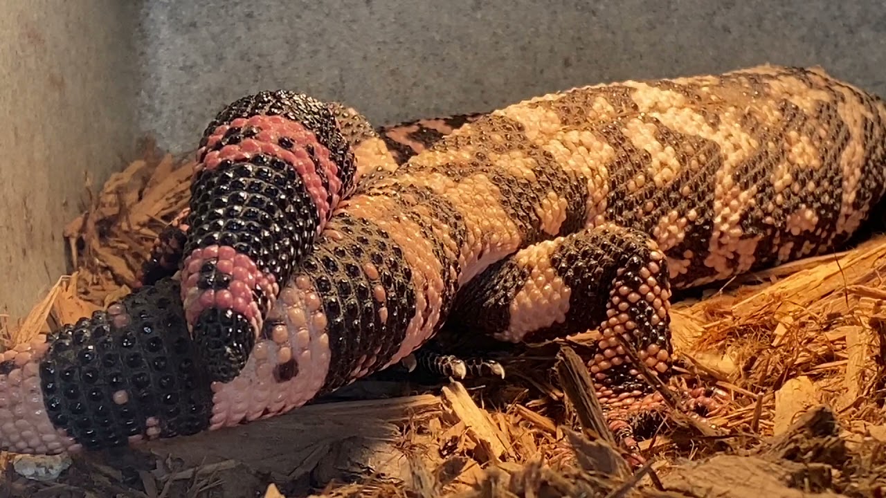 Gila Monsters (Heloderma suspectum) breeding