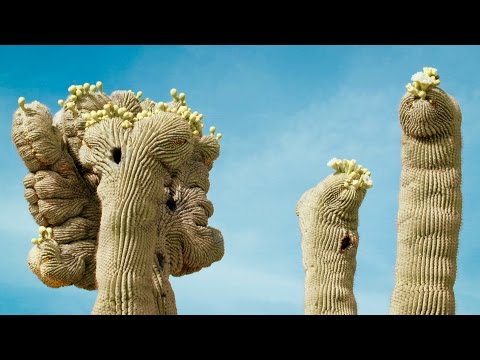 The Mysterious Crested Saguaro