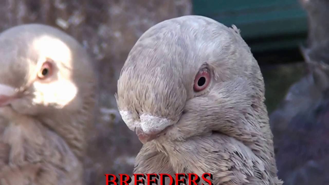 2016 ORIENTAL FRILLS BLONDENETTES