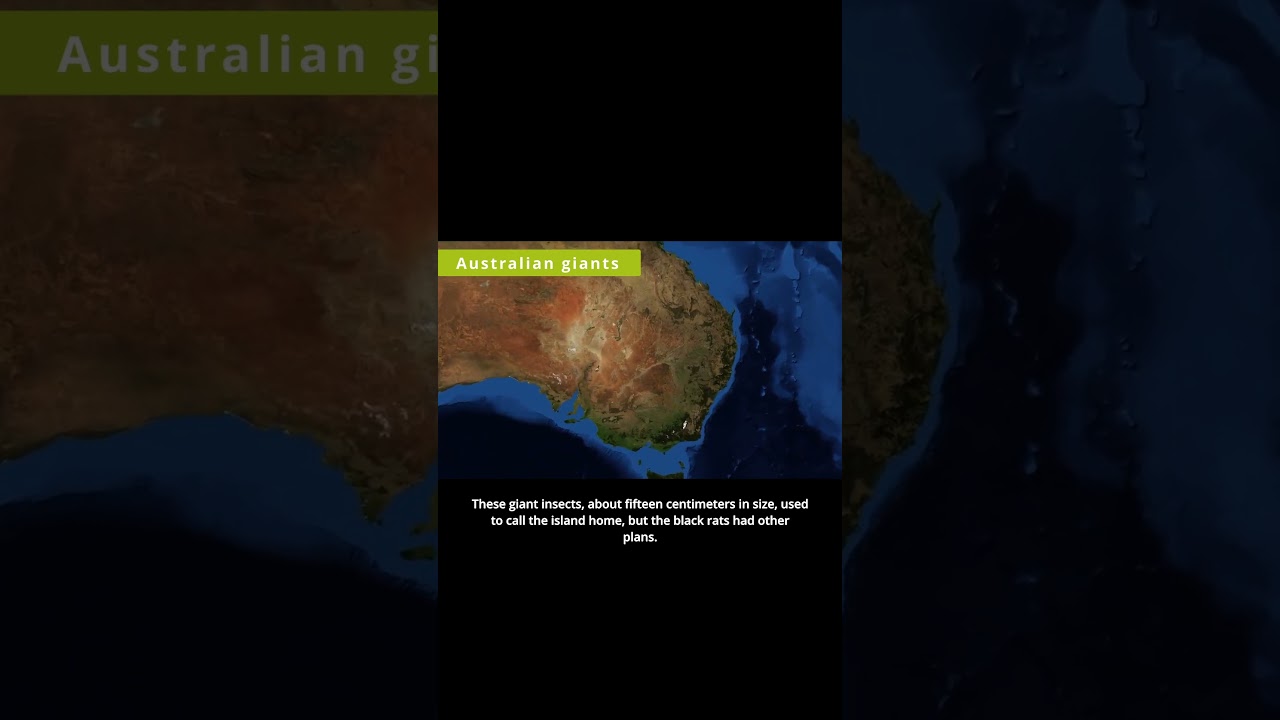 Unbelievable Encounter: The Surprisingly Alive Giant Insect!