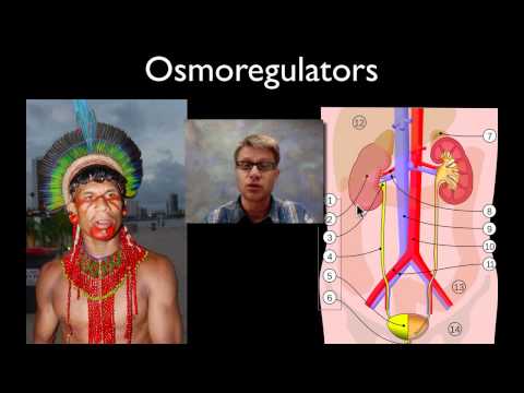 Osmoregulation — Definition & Importance - Expii