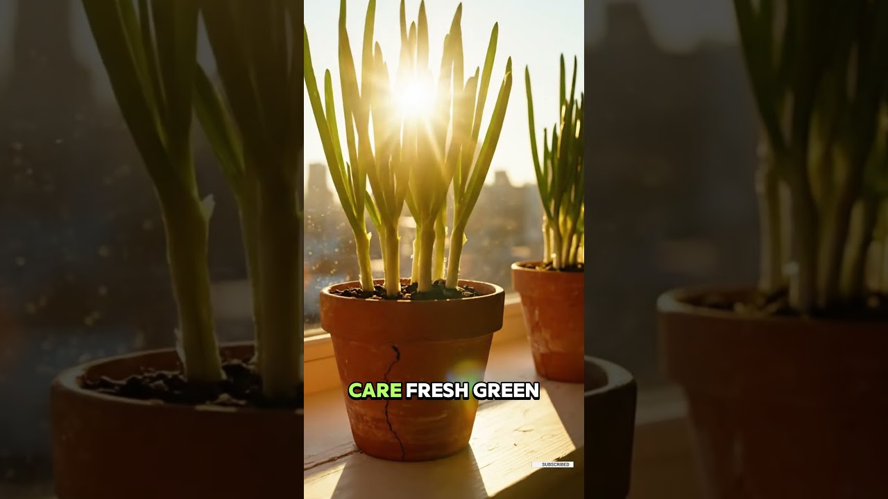 Grow Fresh Green Onions at Home #homegardening  #naturenurturehub  #beginnergardening  #plantcare