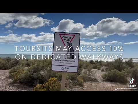 Punta Tombo Penguin Rookery In 60 Seconds