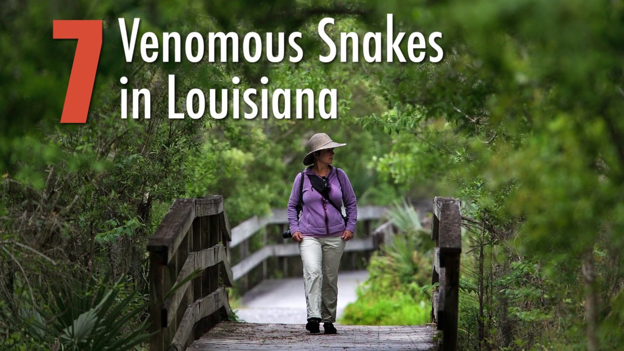 7 Venomous Snakes in Louisiana