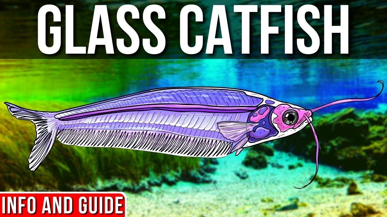 Glass Catfish Info And Care | What Is A Ghost Catfish?