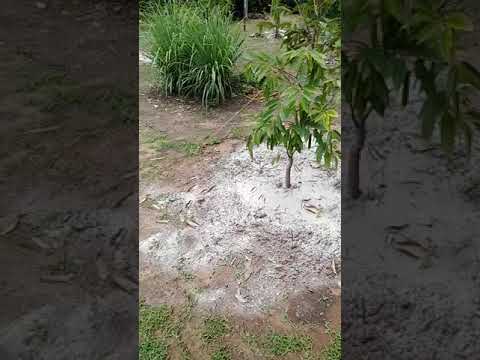 Pemupukan dolomite untuk durian bagi neutralkan tanah