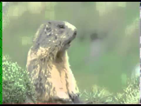 Steam Community :: Video :: Alan Alan, Steve What!!!!