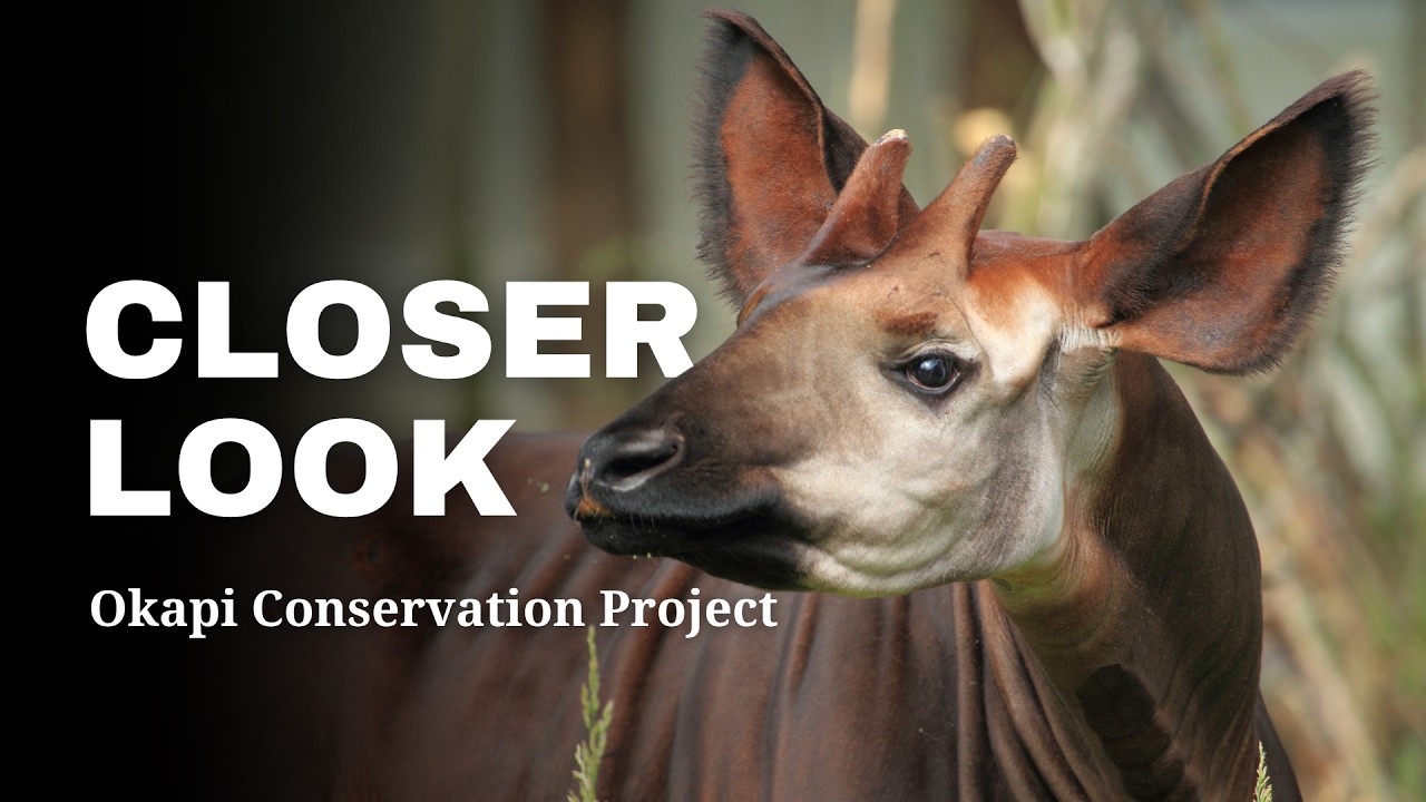 Closer Look: Okapi Conservation Project