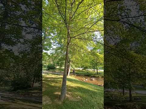 Red Oak - Quercus rubra #tennessee #trees #easttndude