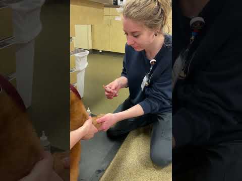 Skill 11 Video of Venipuncture on a Canines Cephalic Vein
