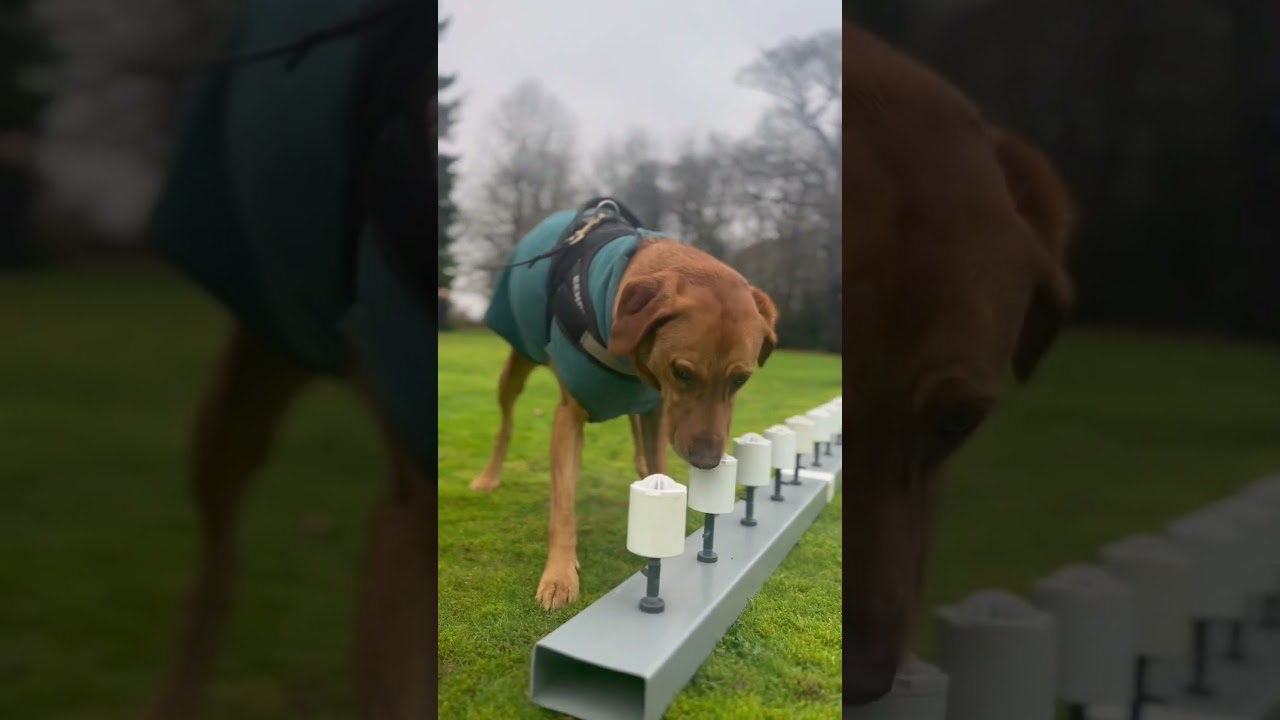 Scent Detection Instructor course #dog #dogtraining #scentwork