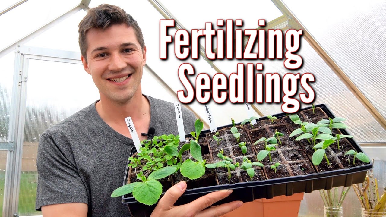 HOW and WHEN you should Fertilize your Vegetable Seedlings 🌿
