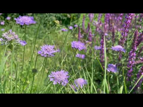 Scabiosa Butterfly Blue