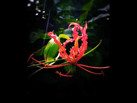 beautiful flower images. # flowers