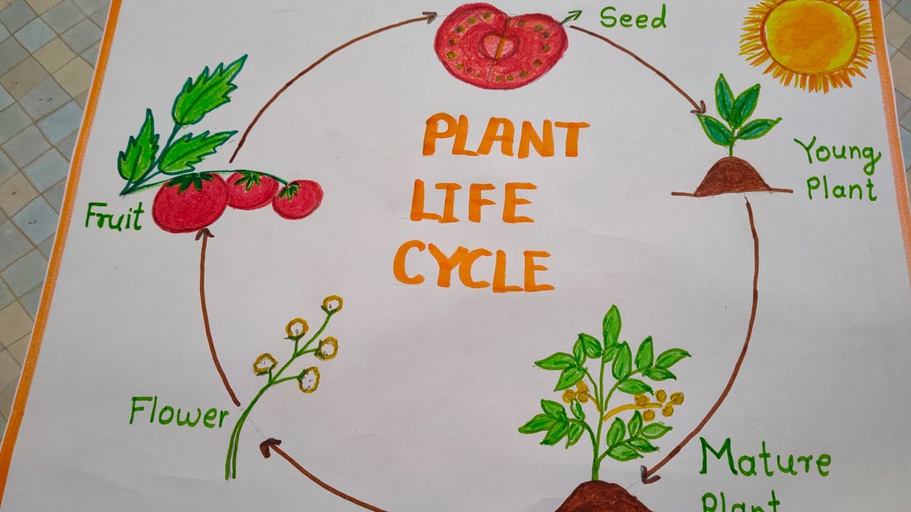 plant life cycle drawing/how to draw plant life cycle drawing/plant life cycle  drawing/plantdrawing