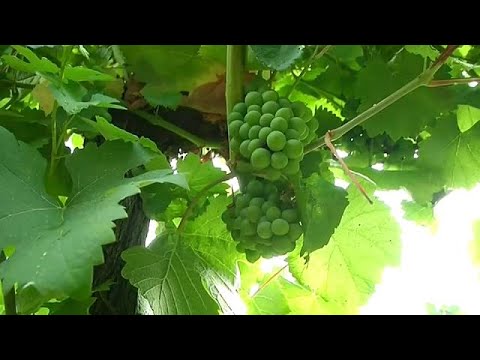French wine production could hit 'historic low' after April's cold spell