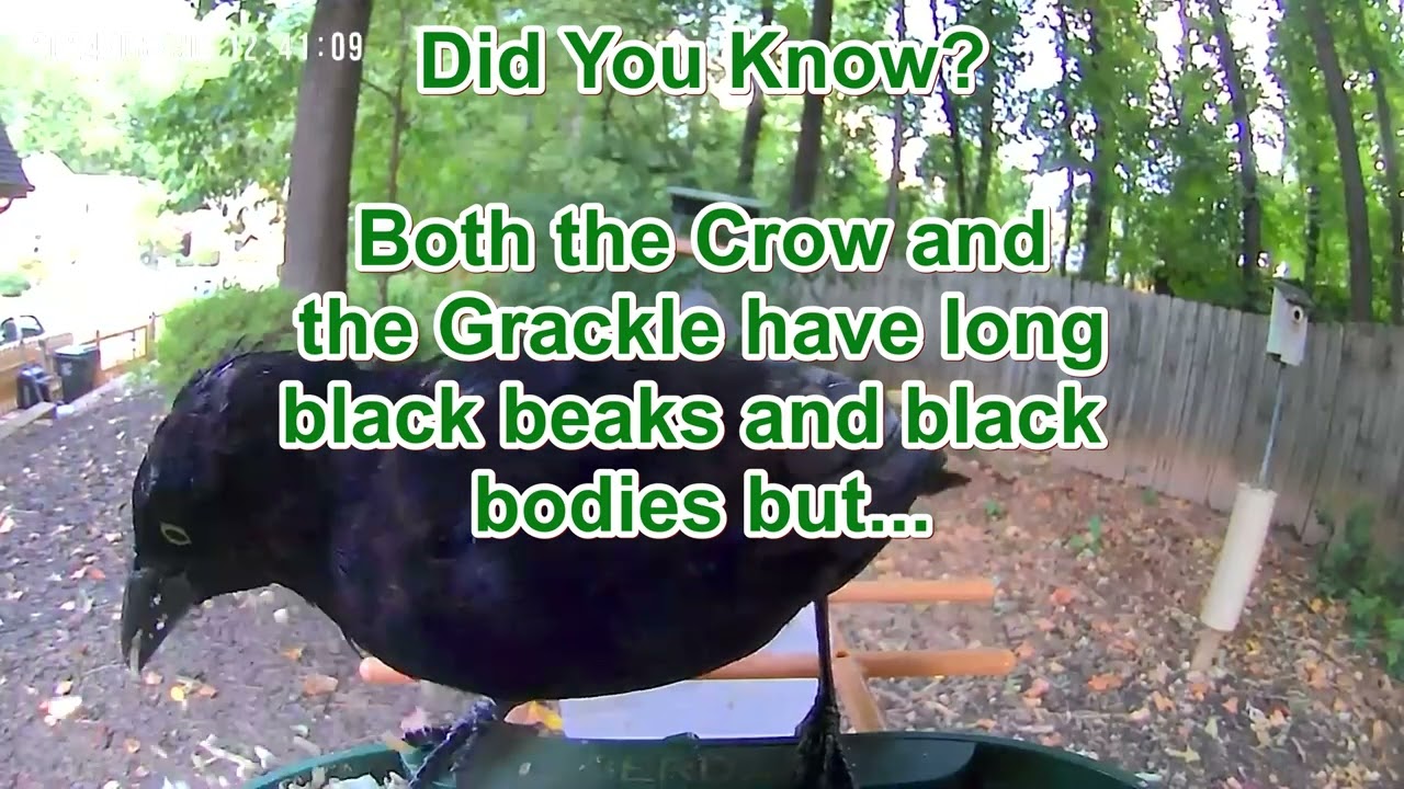 Did You Know? #10 The Common Grackle