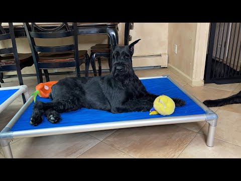 Kuranda: Why you need these elevated dog beds for your pets!