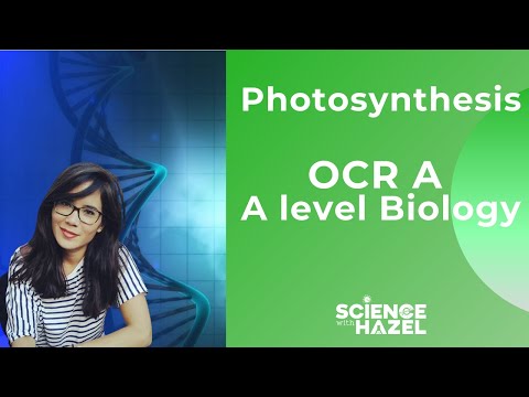 Photosynthesis | OCR A | A Level Biology | Science with Hazel