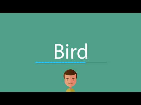 How to pronounce Bird