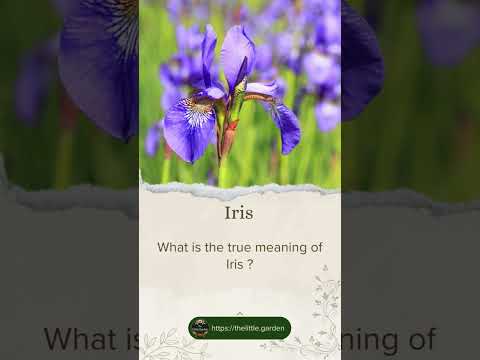 What is the true meaning of Iris?