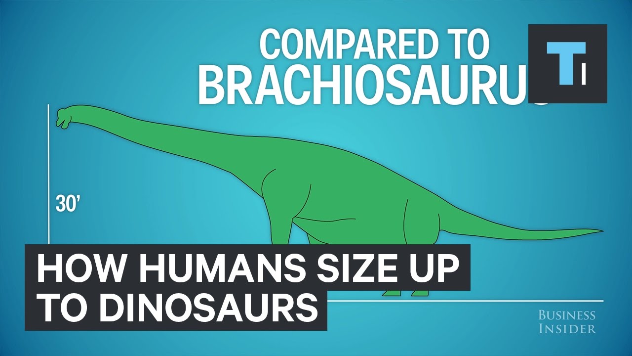 Which Dinosaur Was The Size Of A Human Tipseri which-dinosaur-was-the-size-of-a-human-tipseri