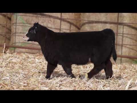 BLAKE TAG 514 HEIFER - SteerBidder