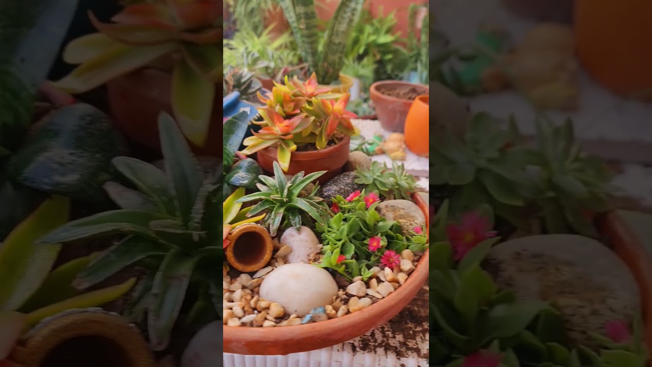 Succulent dish arrangement ideas!