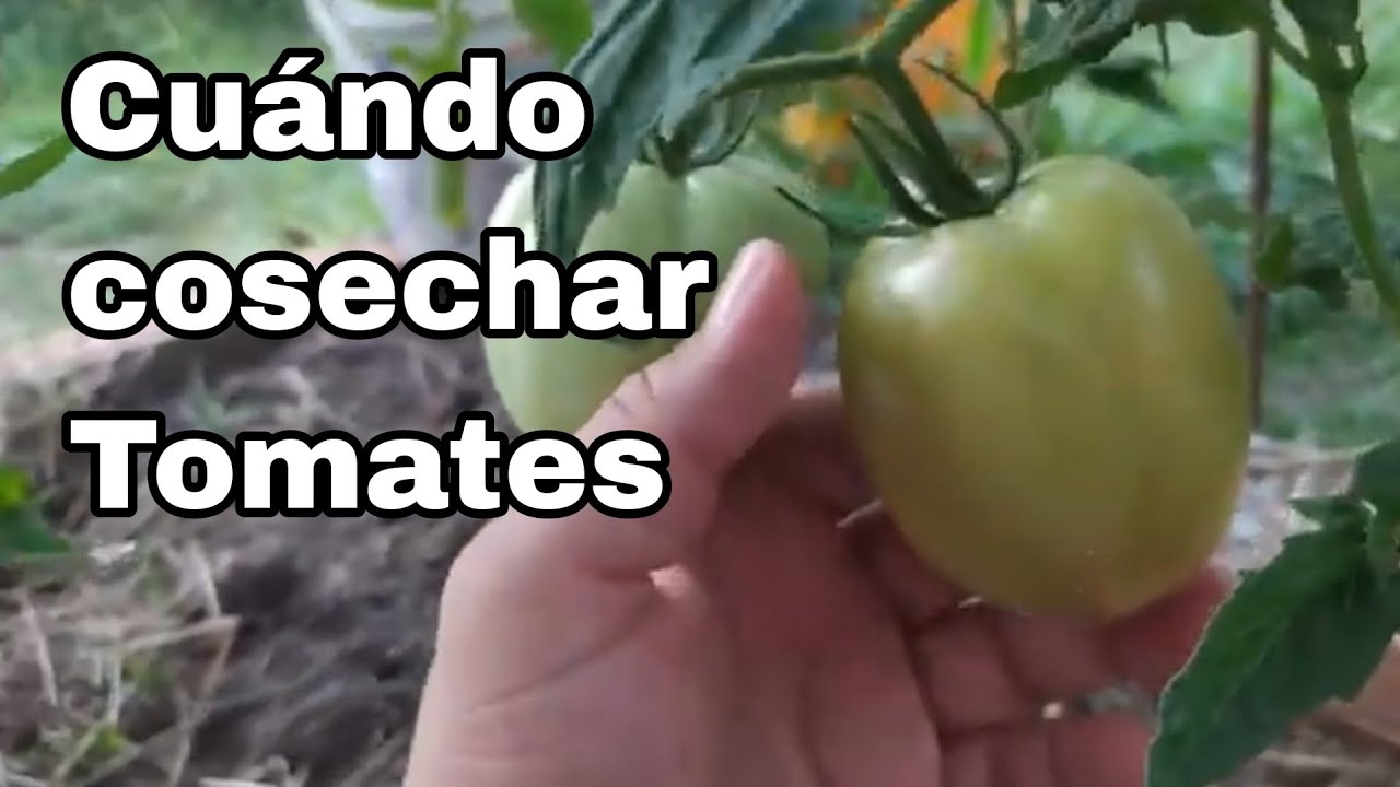 When to Harvest Tomatoes || Useful Trick || Gardens and Beer