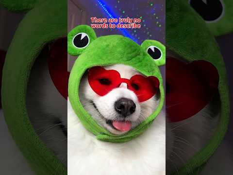 Send this to your ✨MOTHER✨ #cute #dogshorts #puppy #tiktok #funny #dog #mothersday ib:adrioxas