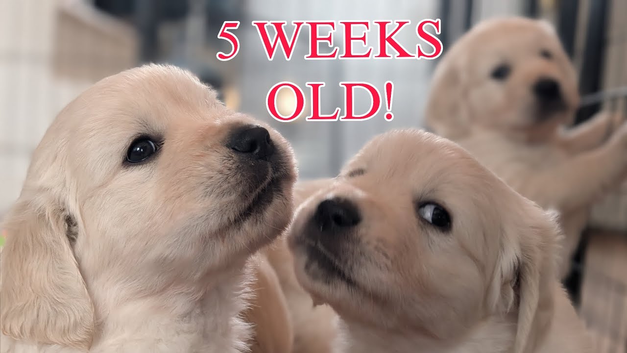 Day In The Life of 5 Week Old Golden Retriever Puppies (The Breezy Litter)