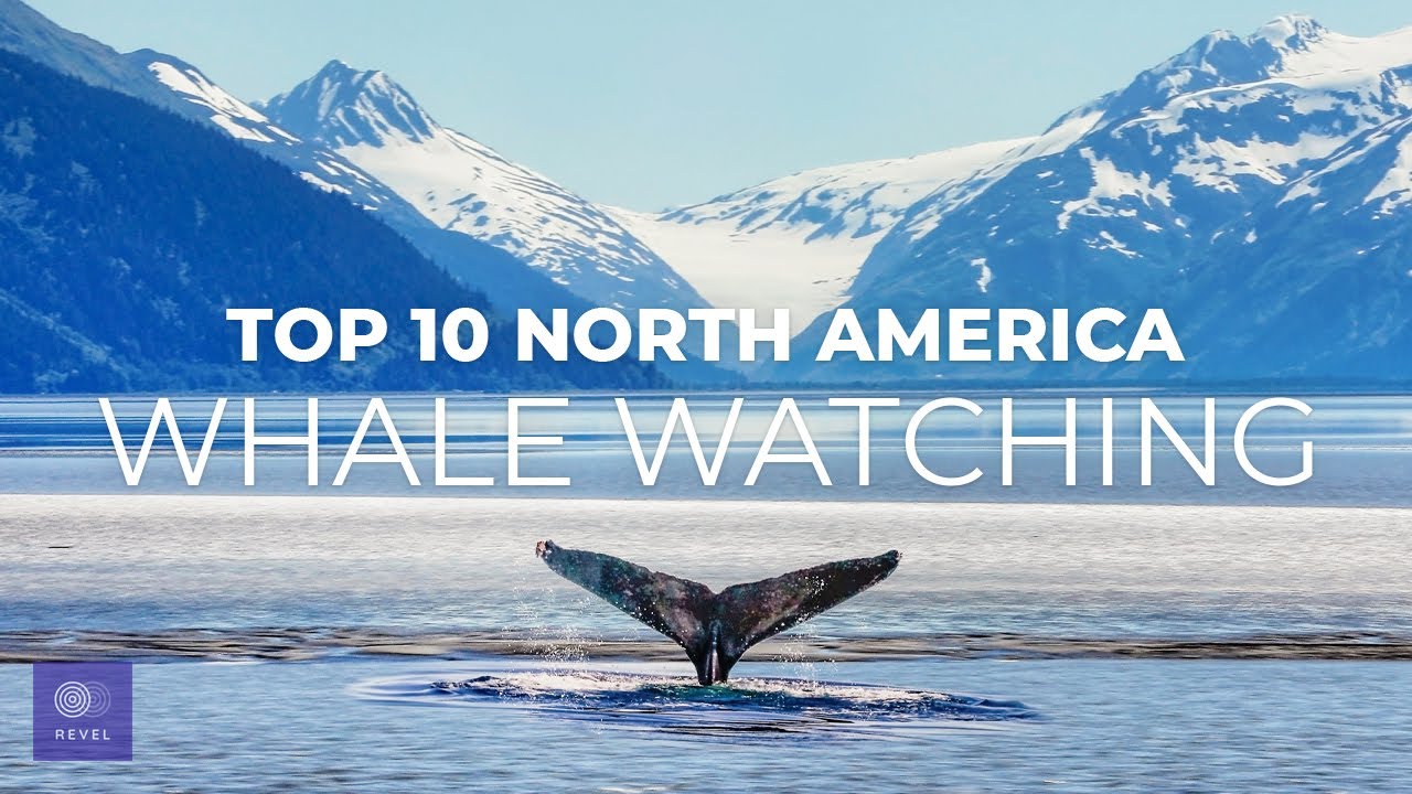Top 10 Whale Watching Destinations | Best Whale Watching Trips in North America