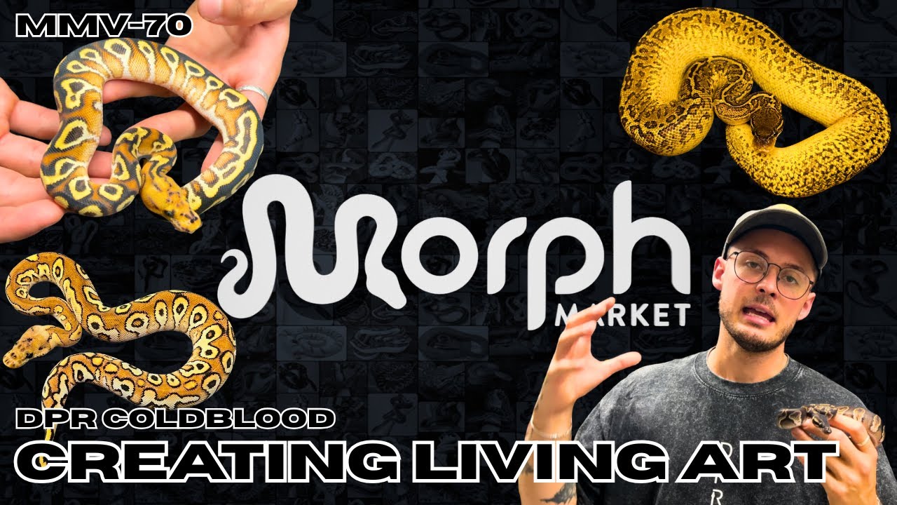 Most Untapped Ball Python Morphs PAINT, GORILLA, MONSOON + MORE