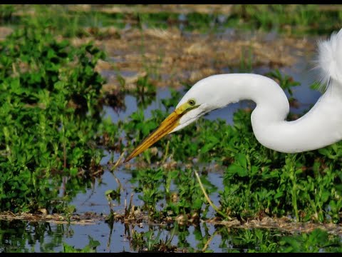 A Great Egret Foraging for Food
