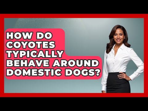 How Do Coyotes Typically Behave Around Domestic Dogs? - The Marksman's Journal