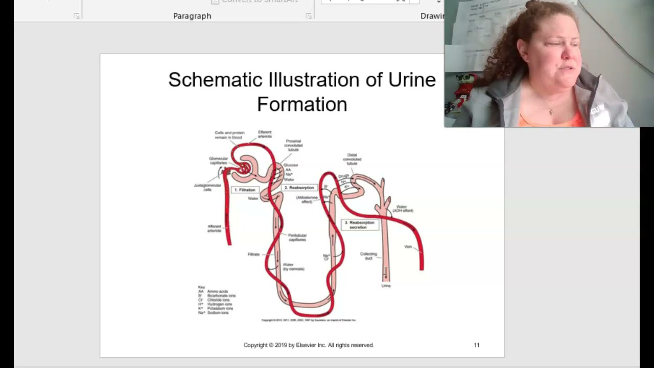 Baker Pathophysiology Chapter 18 Urinary System Disorders Mo