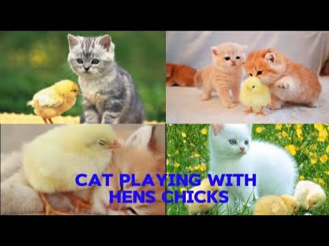 Bird video for cats to watch || How to feed a cat and check || Chickens for cats 🐈 chicken 🍗