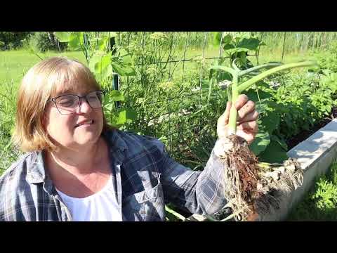 Can you grow garlic from the grocery store?