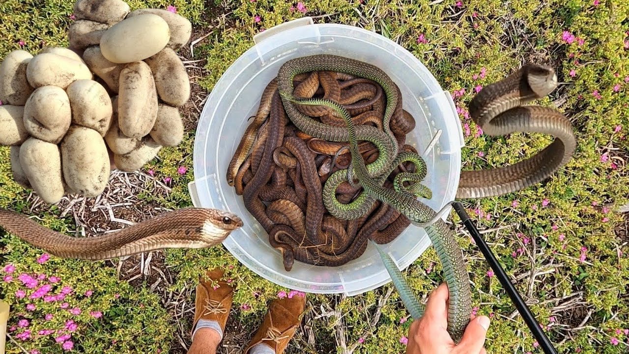Deadly Snake Infestation! Snakes Everywhere! Part 1
