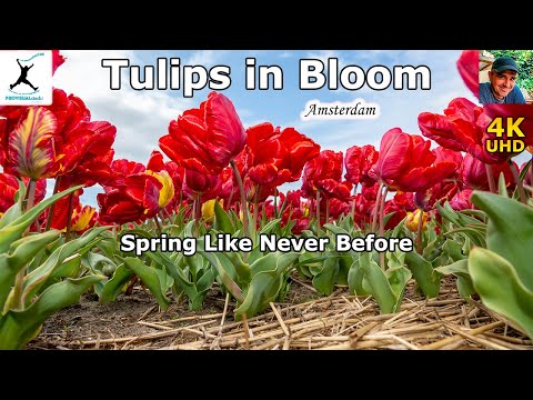 Tulips in Full Bloom – A Magical Dutch Spring Journey