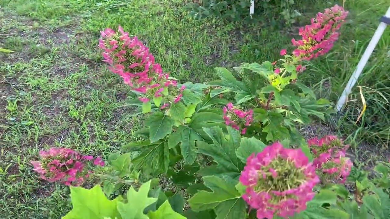 Ruby slippers oak leaf hydrangea (update) 2 years old from bare root. #hydrangea