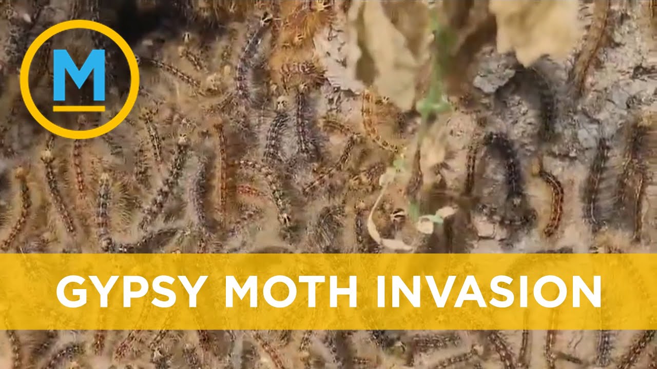 Gypsy moths are taking over parts of Ontario - and that’s bad news for trees | Your Morning