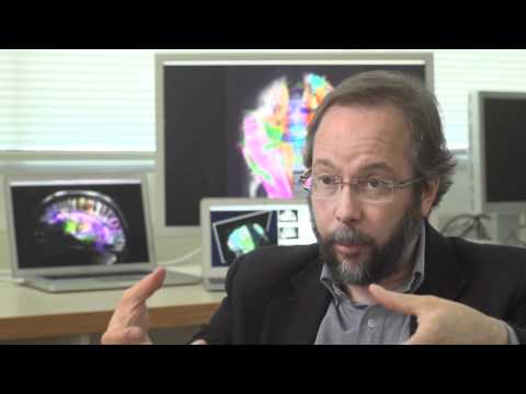 A New Look at How Our Brains Are Organized