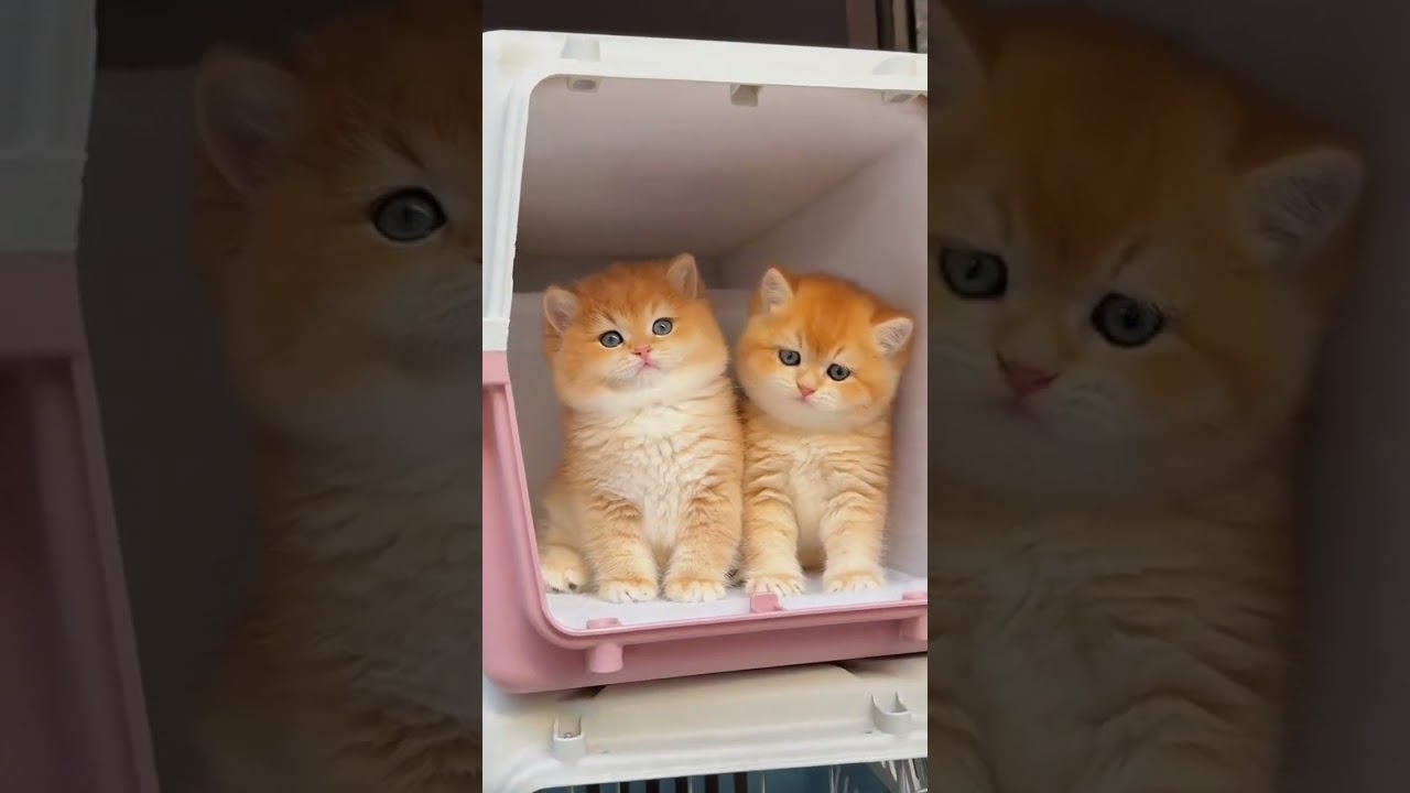 Cute little kitty #cat #pet