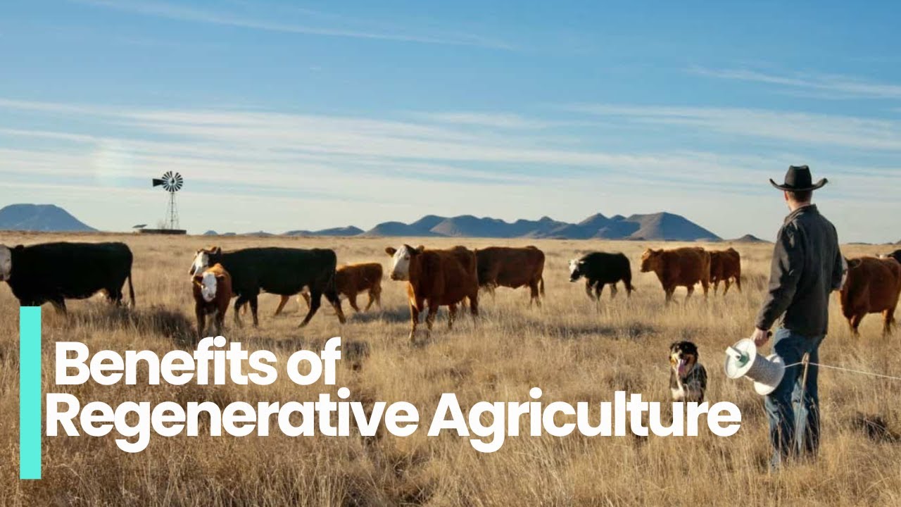 Why Regenerative Farming Is the Future of Farming?