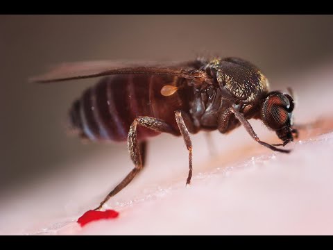Family Psychodidae Phlebotomus papatasi Sand fly; Geographical distribution, Morphology, Life cycle