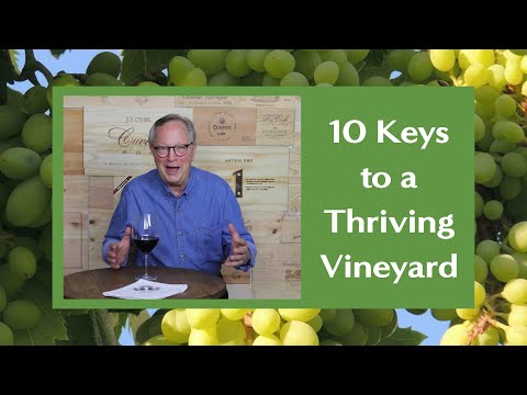How to Start a Vineyard